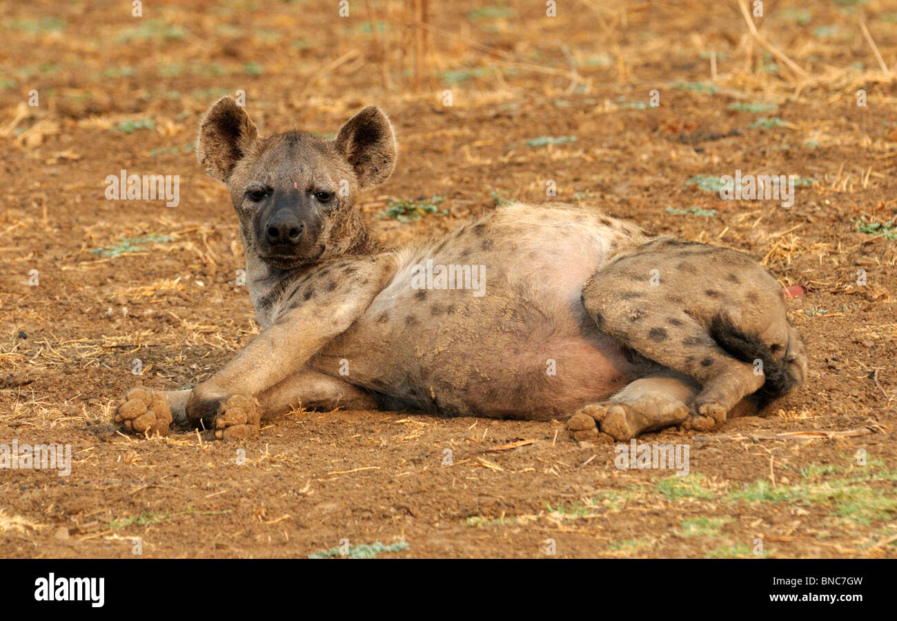 Pregnant Spotted hyena (Crocuta crocuta) resting, South Luangwa ...