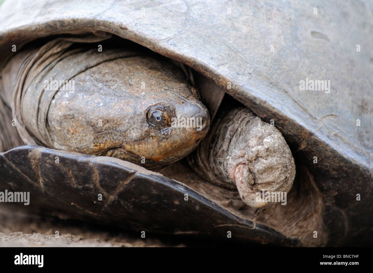 Serrated hinged terrapin hi-res stock photography and images - Alamy