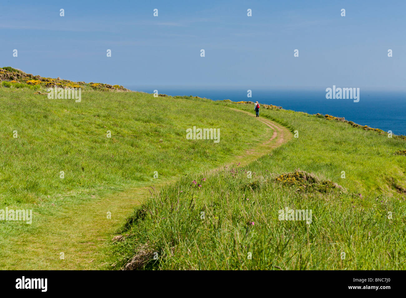 Walking the Cornwall Coast Path . A walker makes her way along the ...