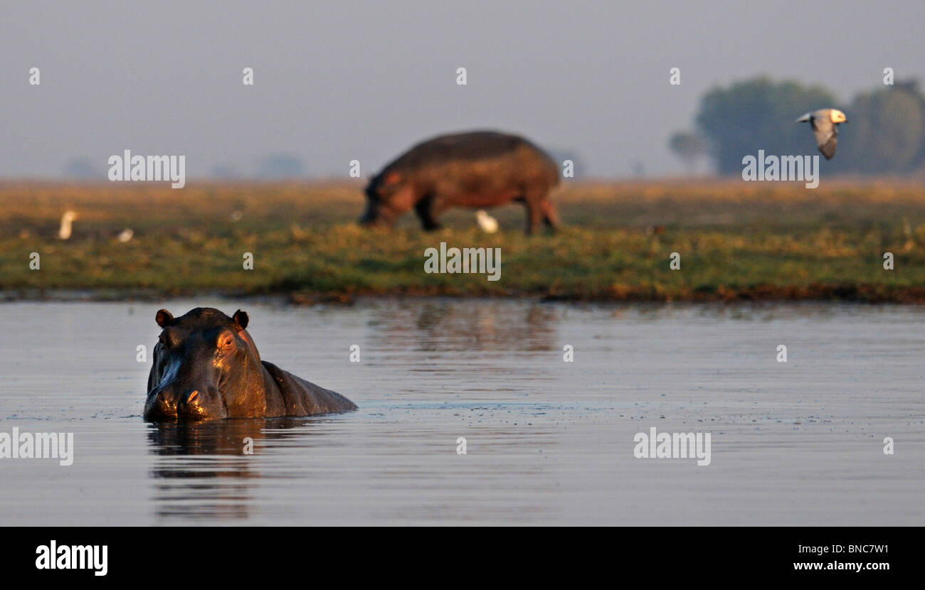 Two hippos (Hippopotamus amphibius) in a water-pool, Kafue National ...