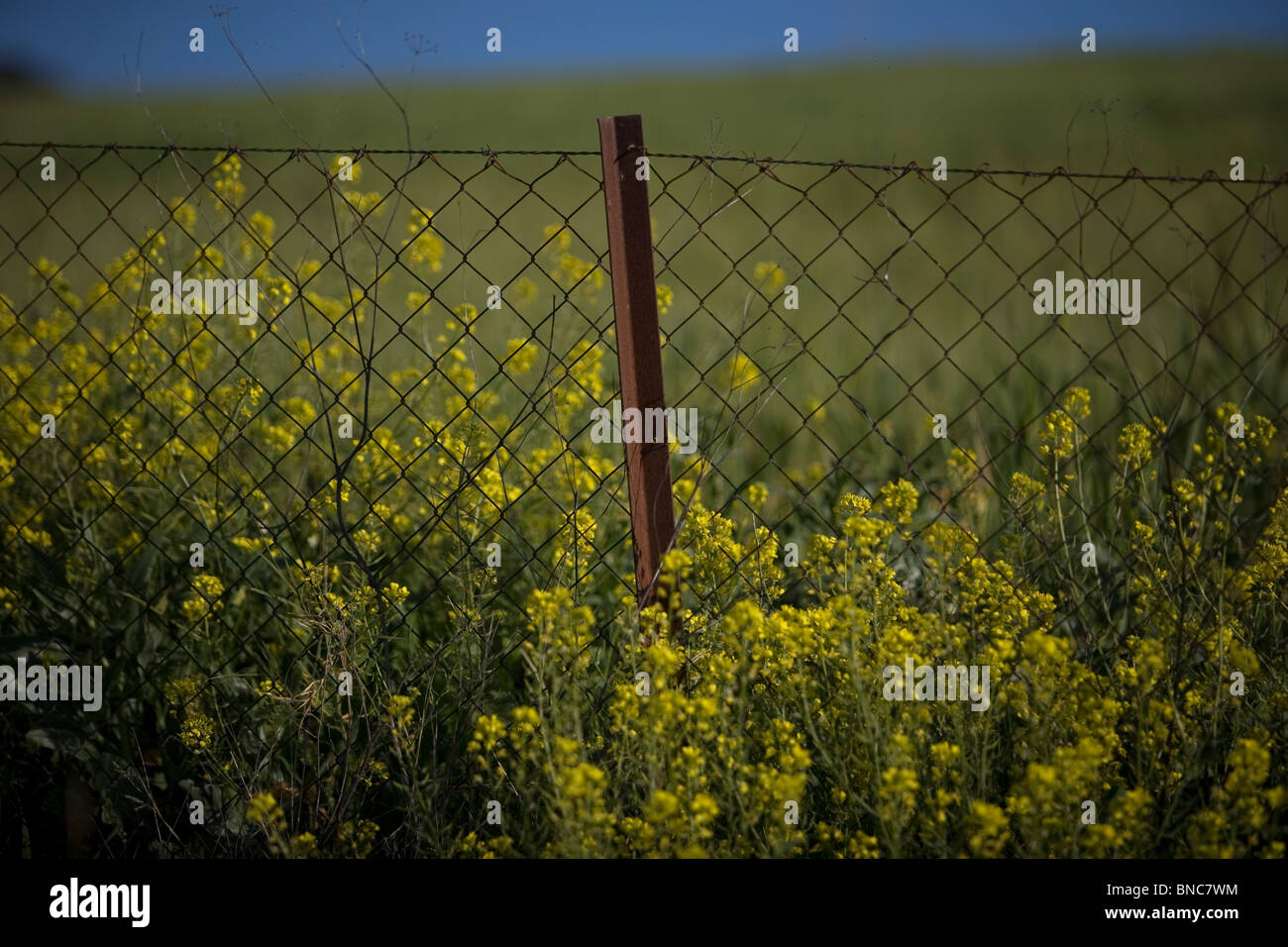 Yellow wild flowers andalucia spain hi-res stock photography and images ...