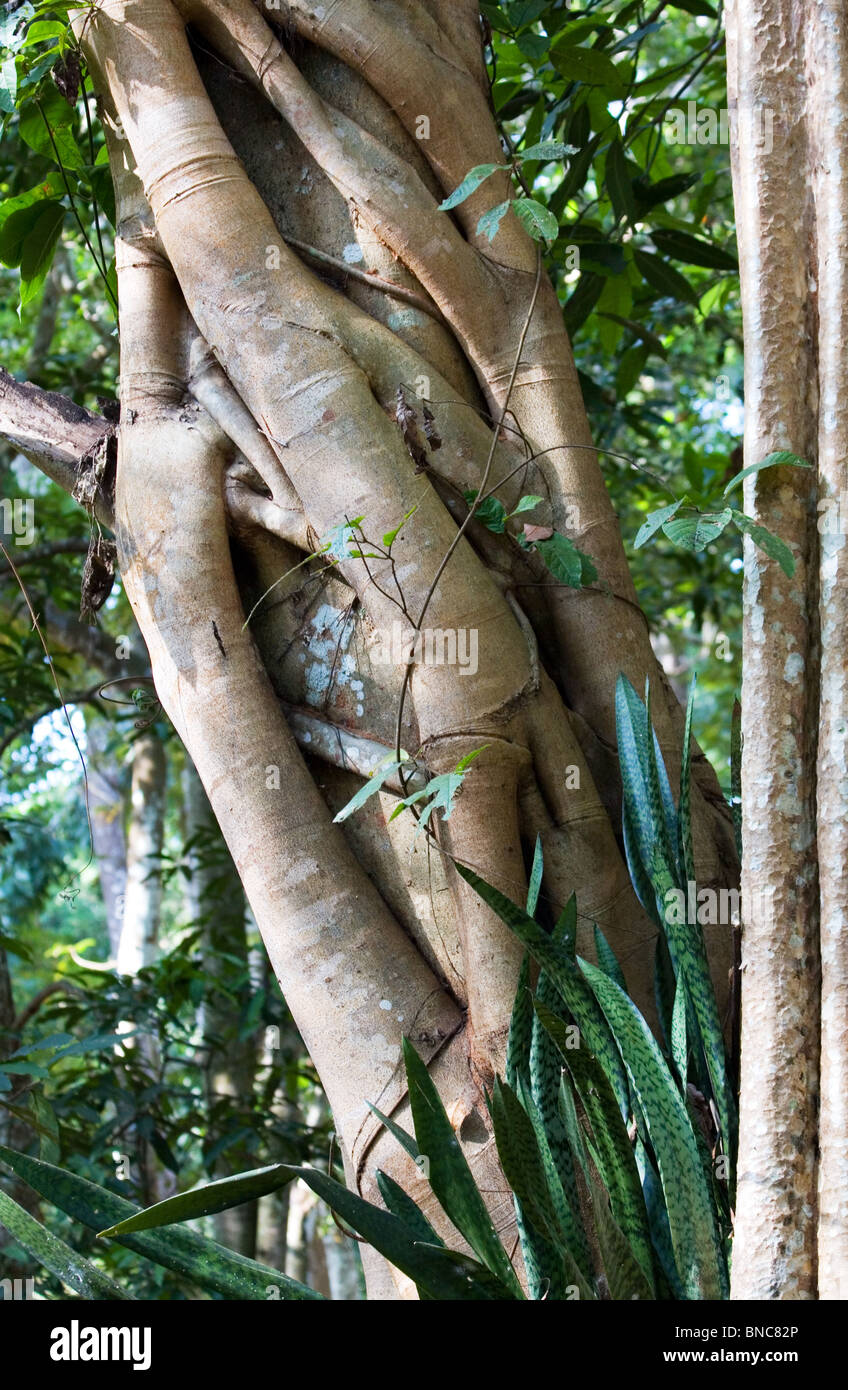 Strangler fig thailand hi-res stock photography and images - Alamy