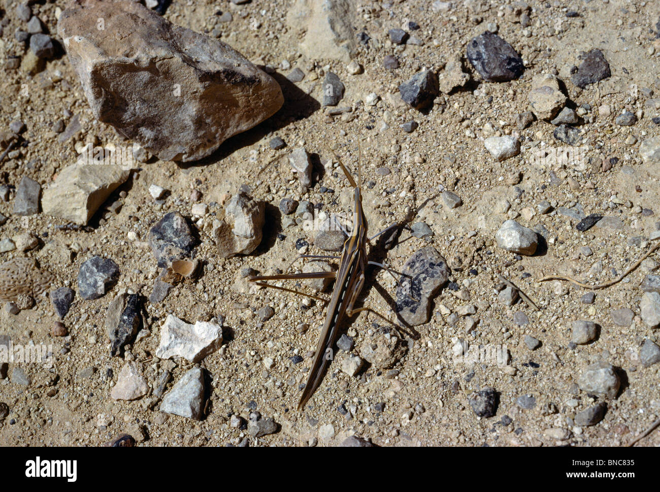 Beni Khedache Tunisia Stick Insect In Desert Stock Photo - Alamy
