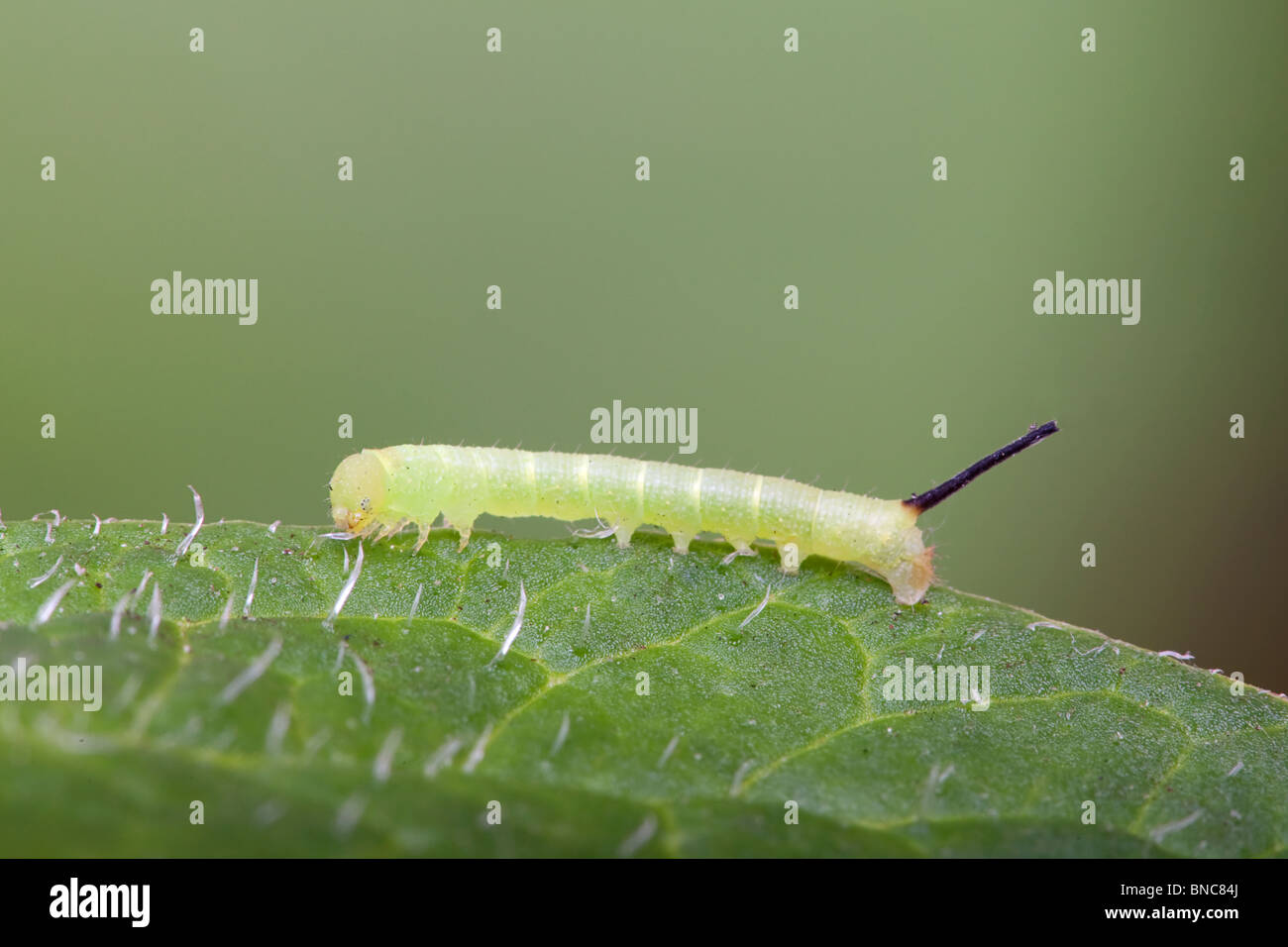 Instar Larva High Resolution Stock Photography and Images - Alamy