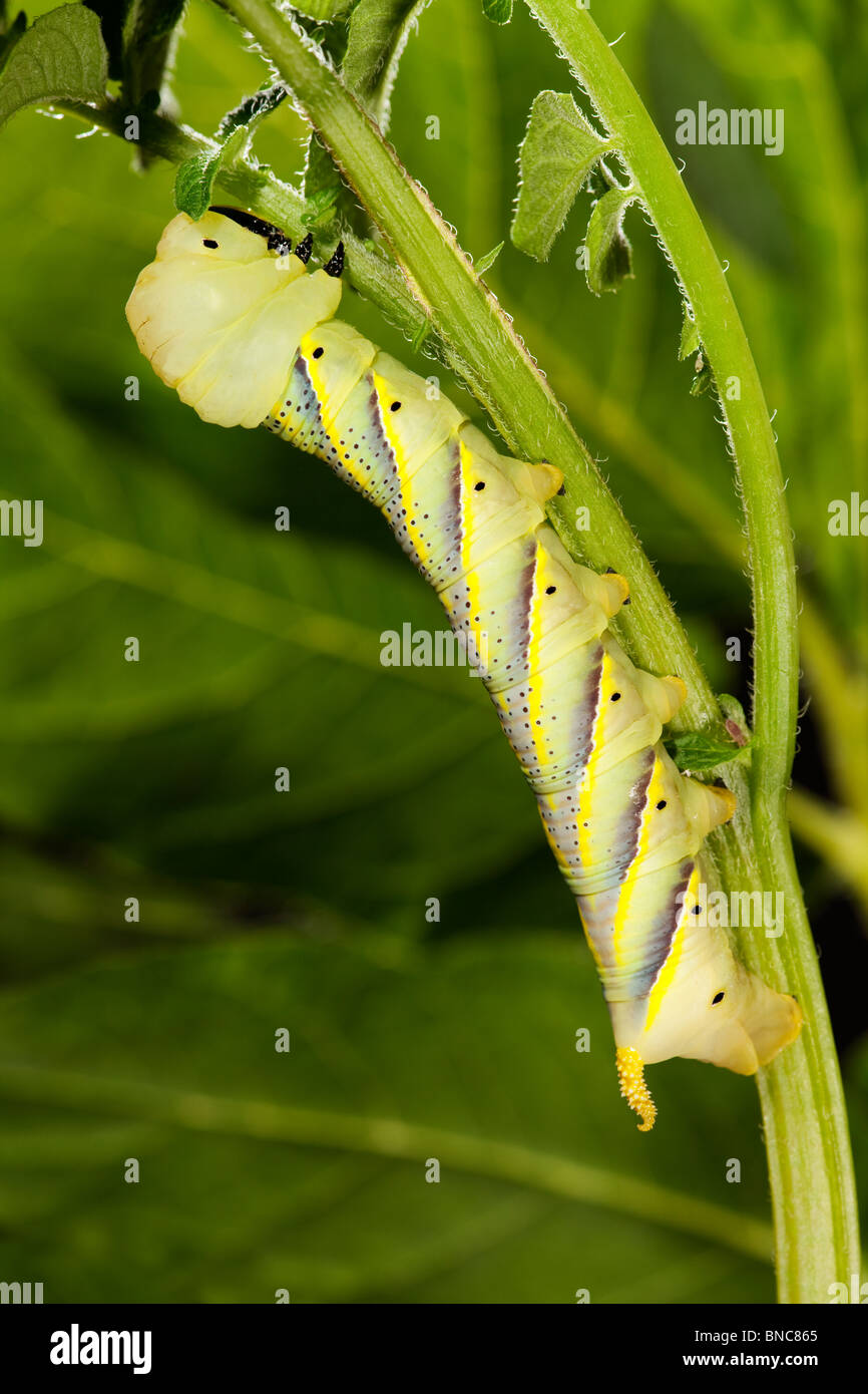 Death's Head Hawk-moth larva, final instar. (c Stock Photo - Alamy