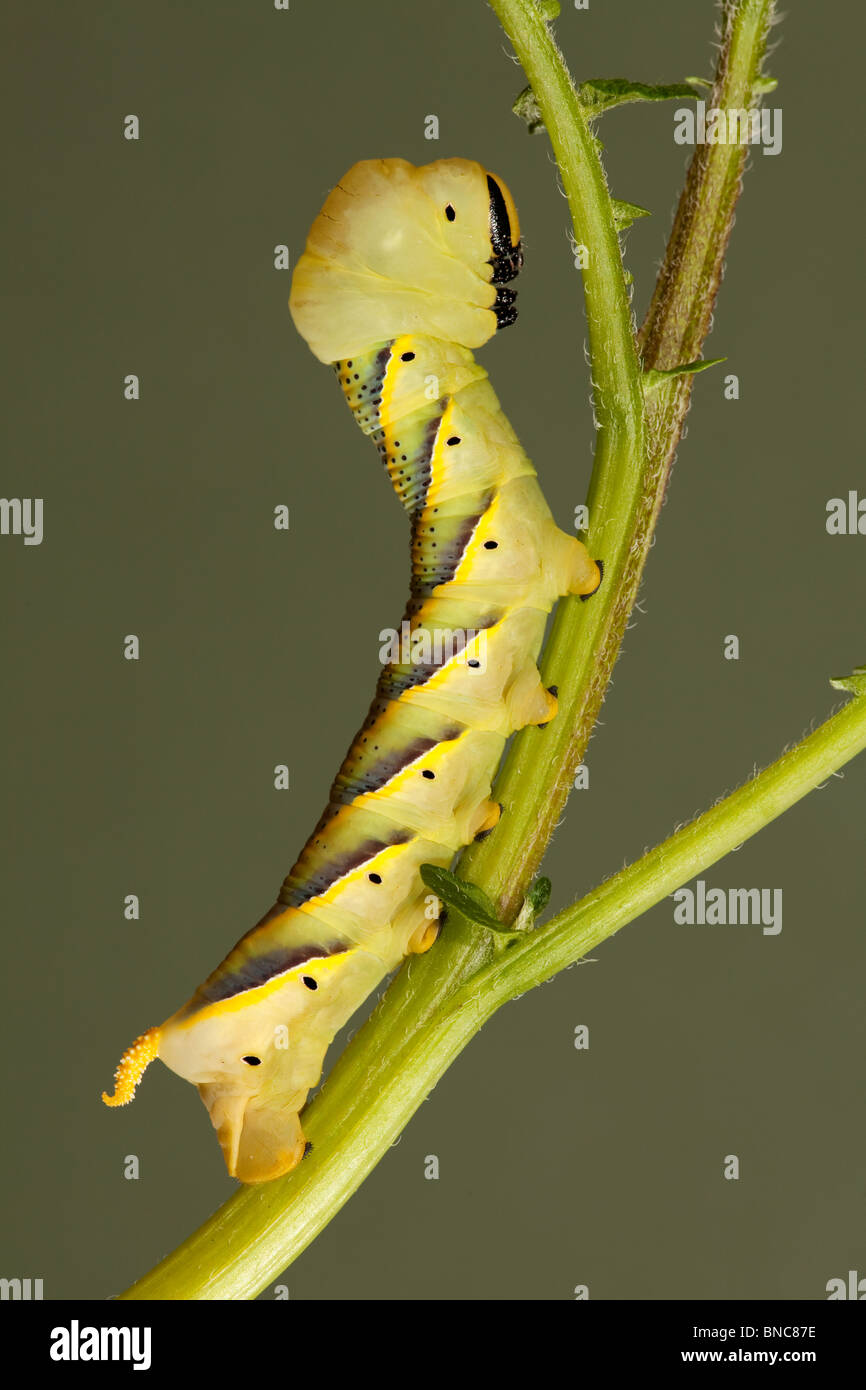 Deaths Head Hawkmoth Larva High Resolution Stock Photography and Images ...
