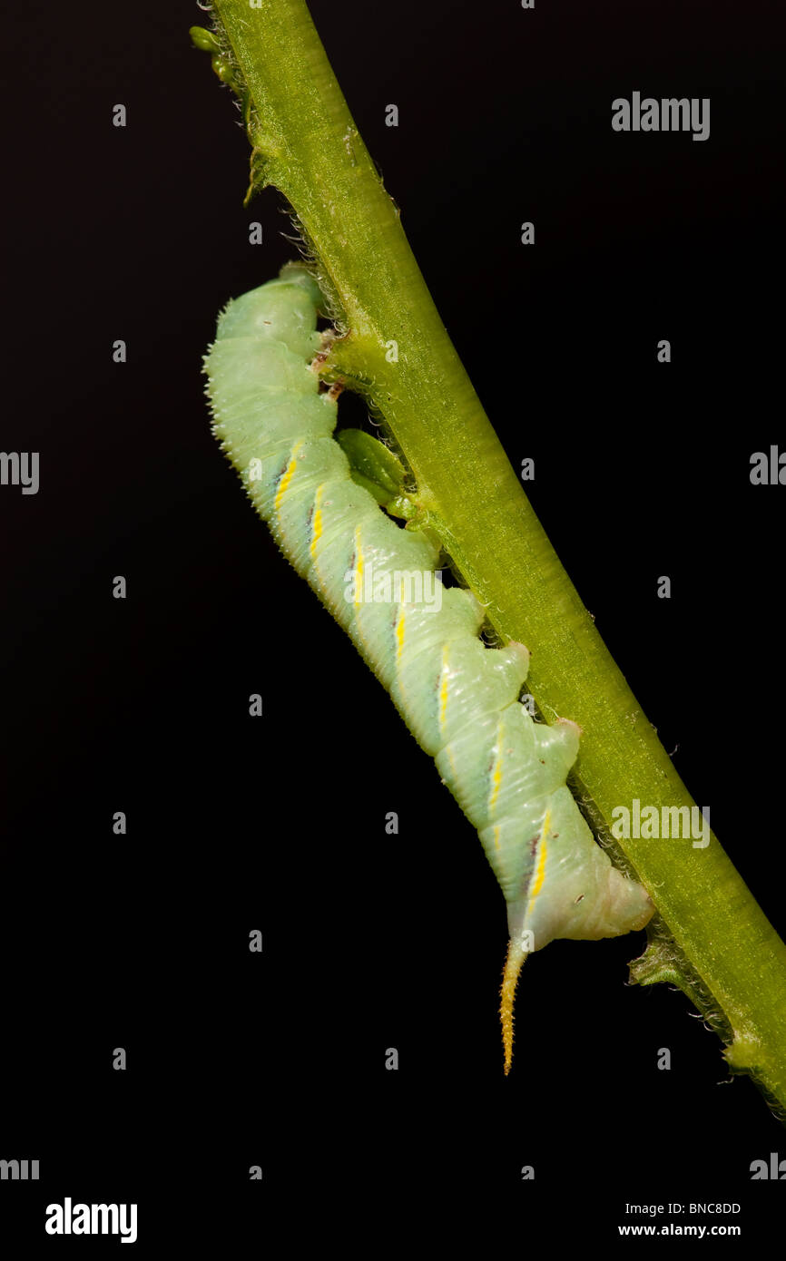 Death's Head Hawk-moth larva, third instar feeding on Potato (c Stock ...