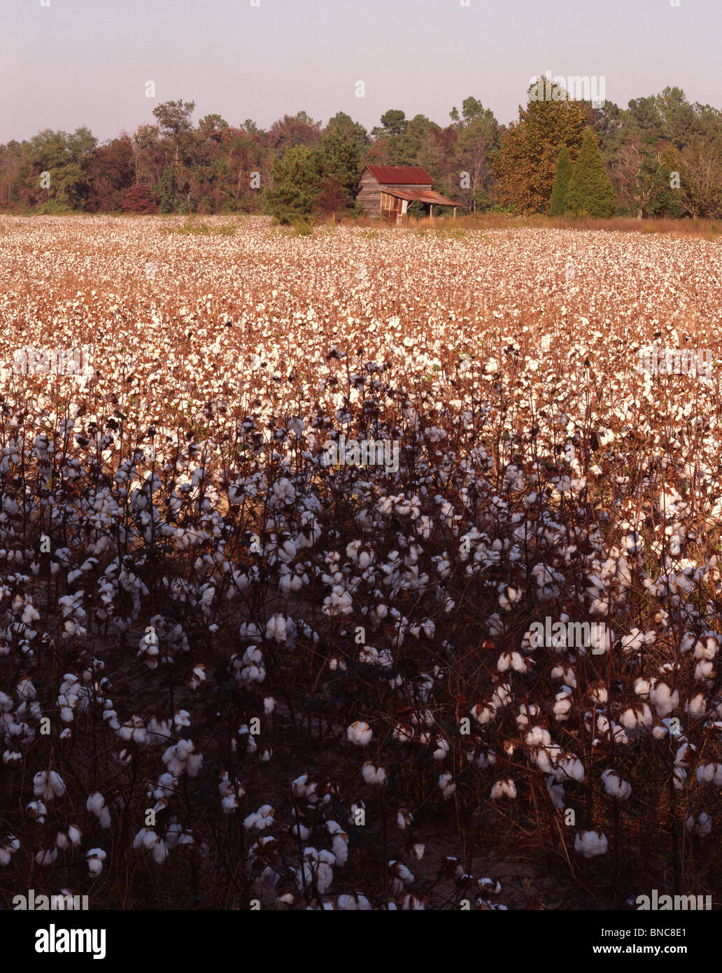 Southern cotton hi-res stock photography and images - Alamy
