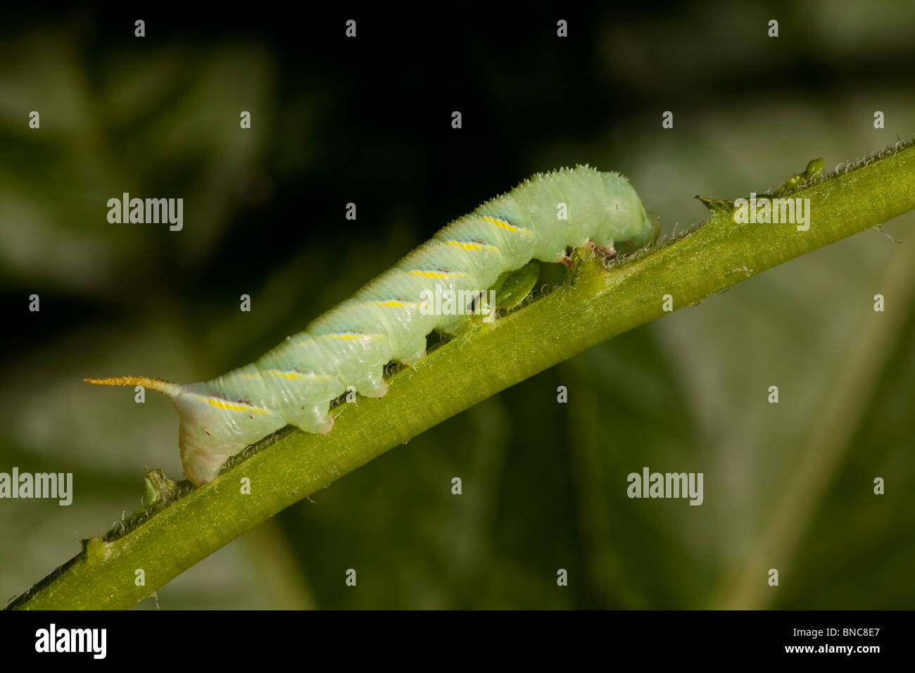 Third moth hi-res stock photography and images - Alamy