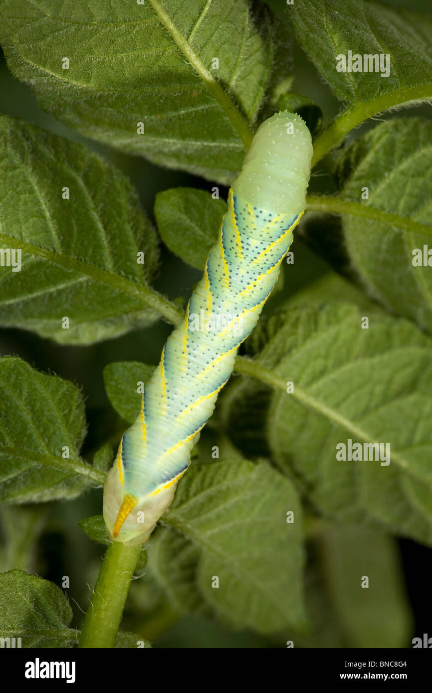 4th instar hi-res stock photography and images - Alamy