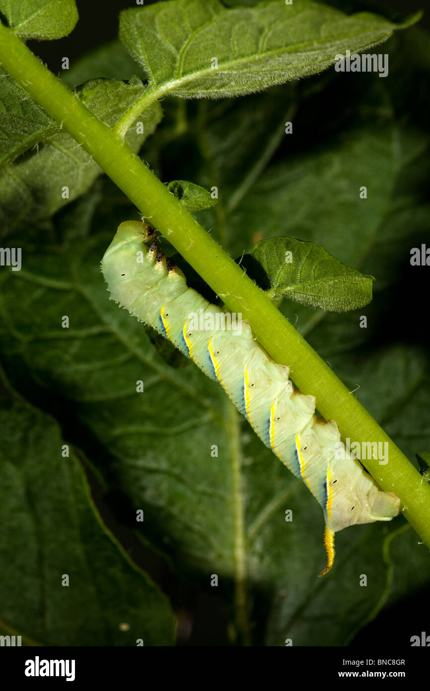 Death's Head Hawk-moth larva, fourth instar feeding on Potato. (c Stock ...