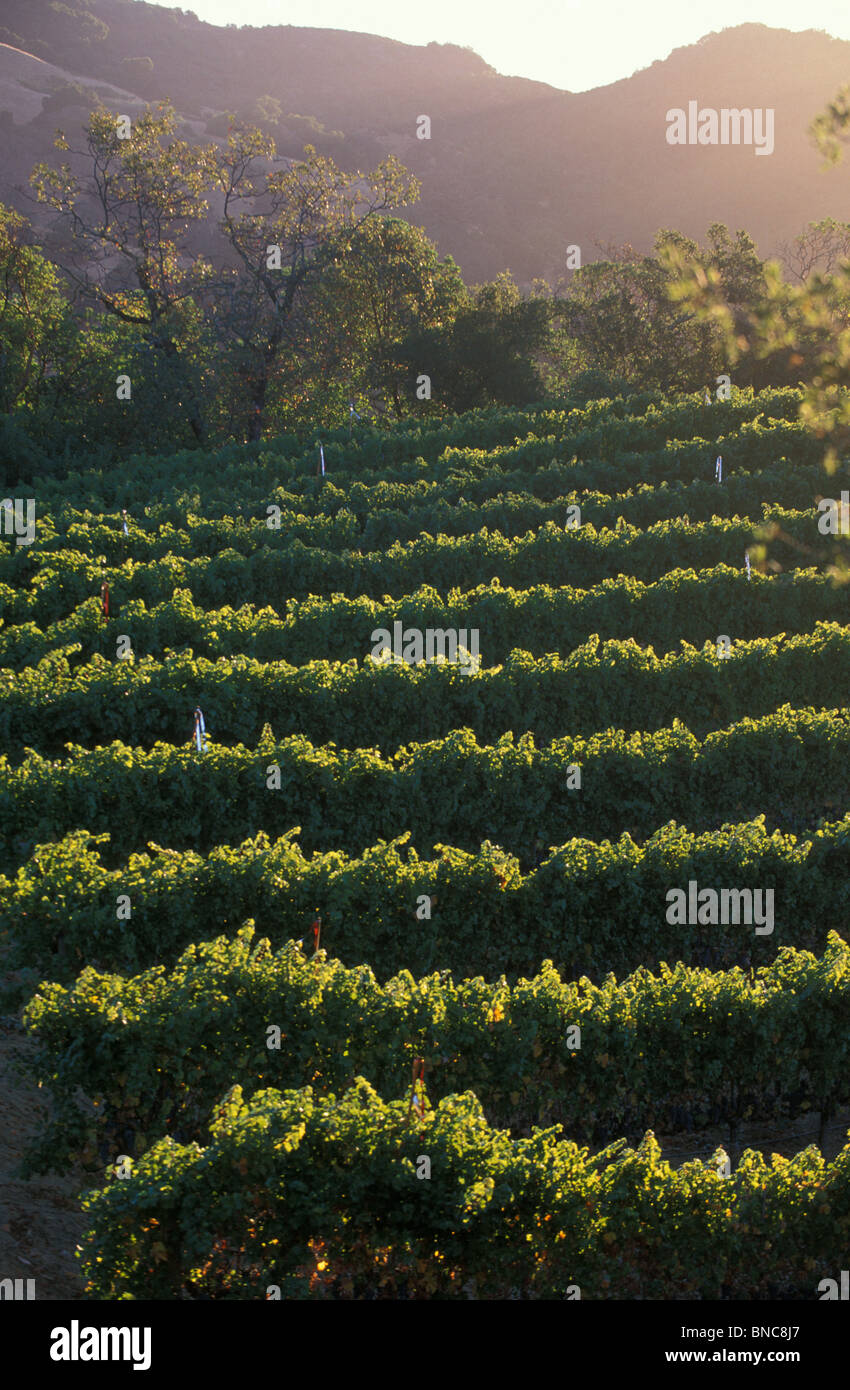 Wine Country Napa Valley High Resolution Stock Photography and Images ...
