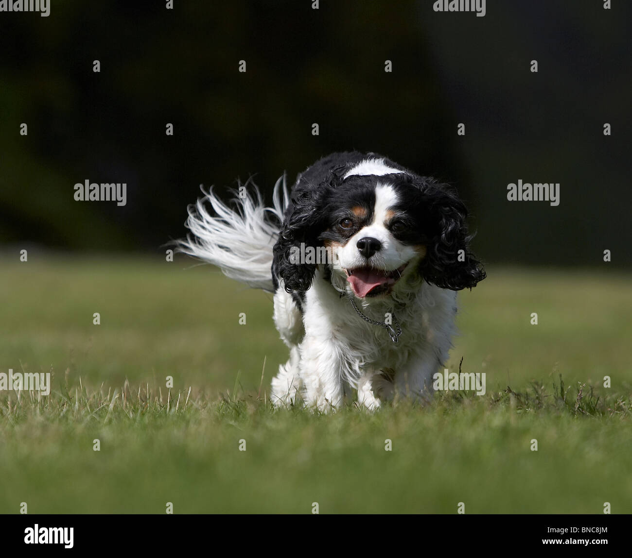 Dog running spaniel hi-res stock photography and images - Alamy