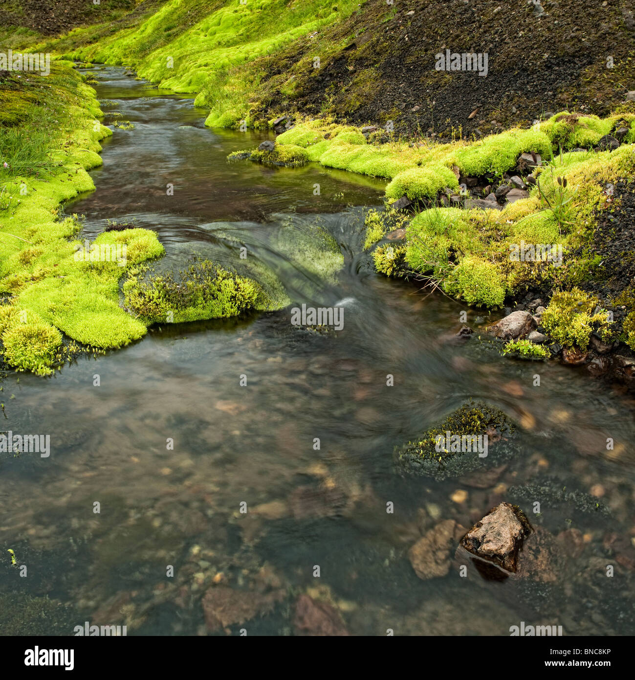 Spring flowing through moss covered lava bed, Iceland Stock Photo - Alamy