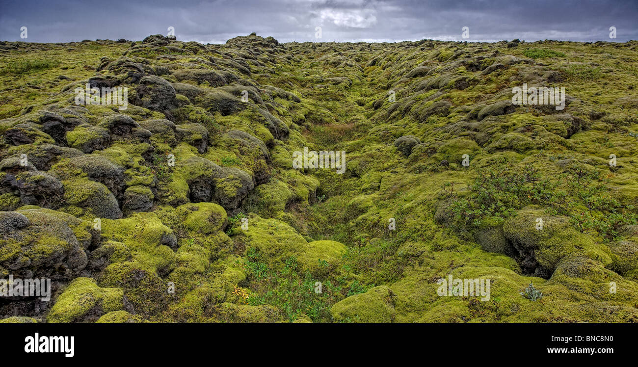 Moss covered lava on the South Coast of Iceland Stock Photo - Alamy