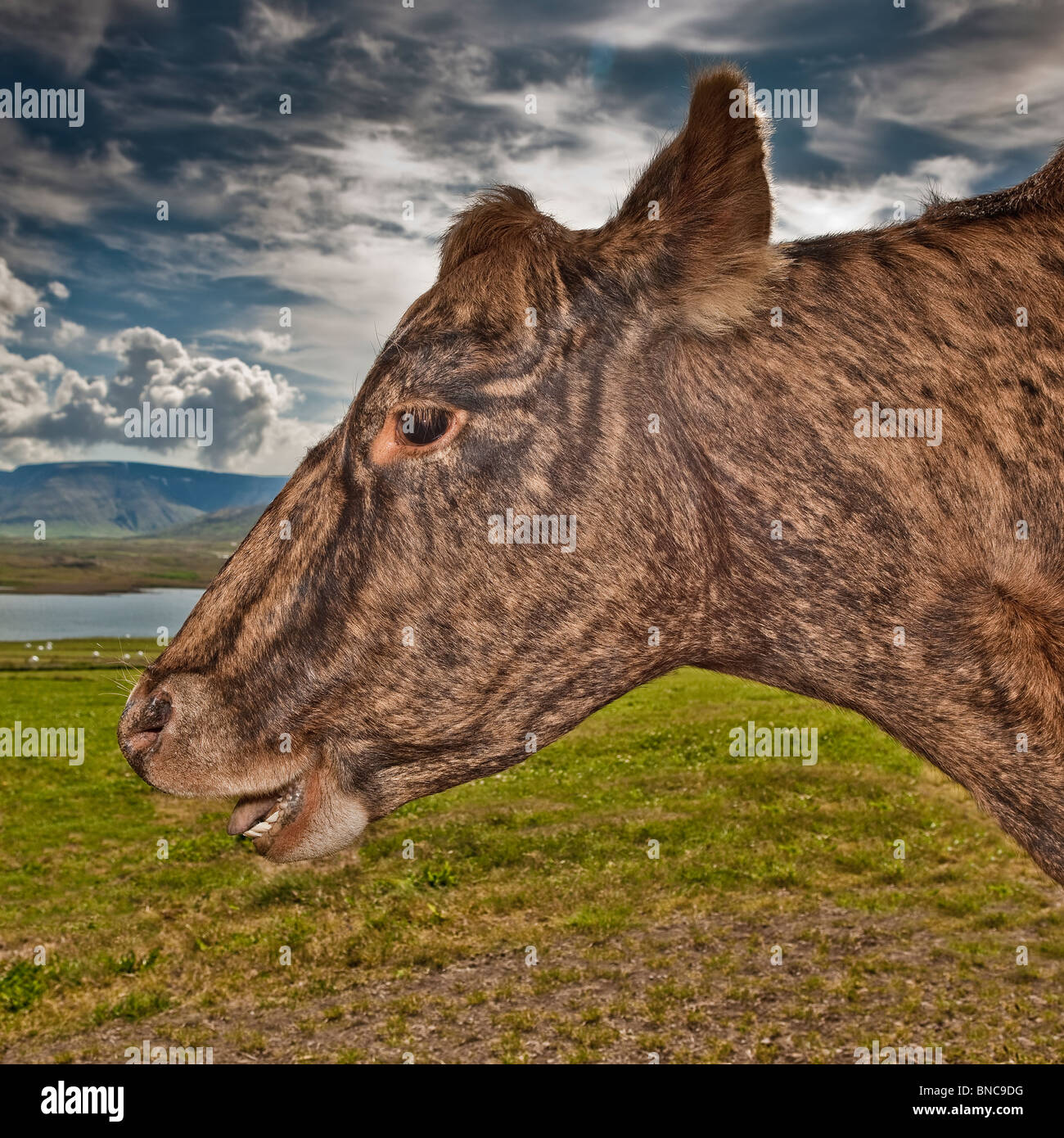 Dairy cow iceland hi-res stock photography and images - Alamy