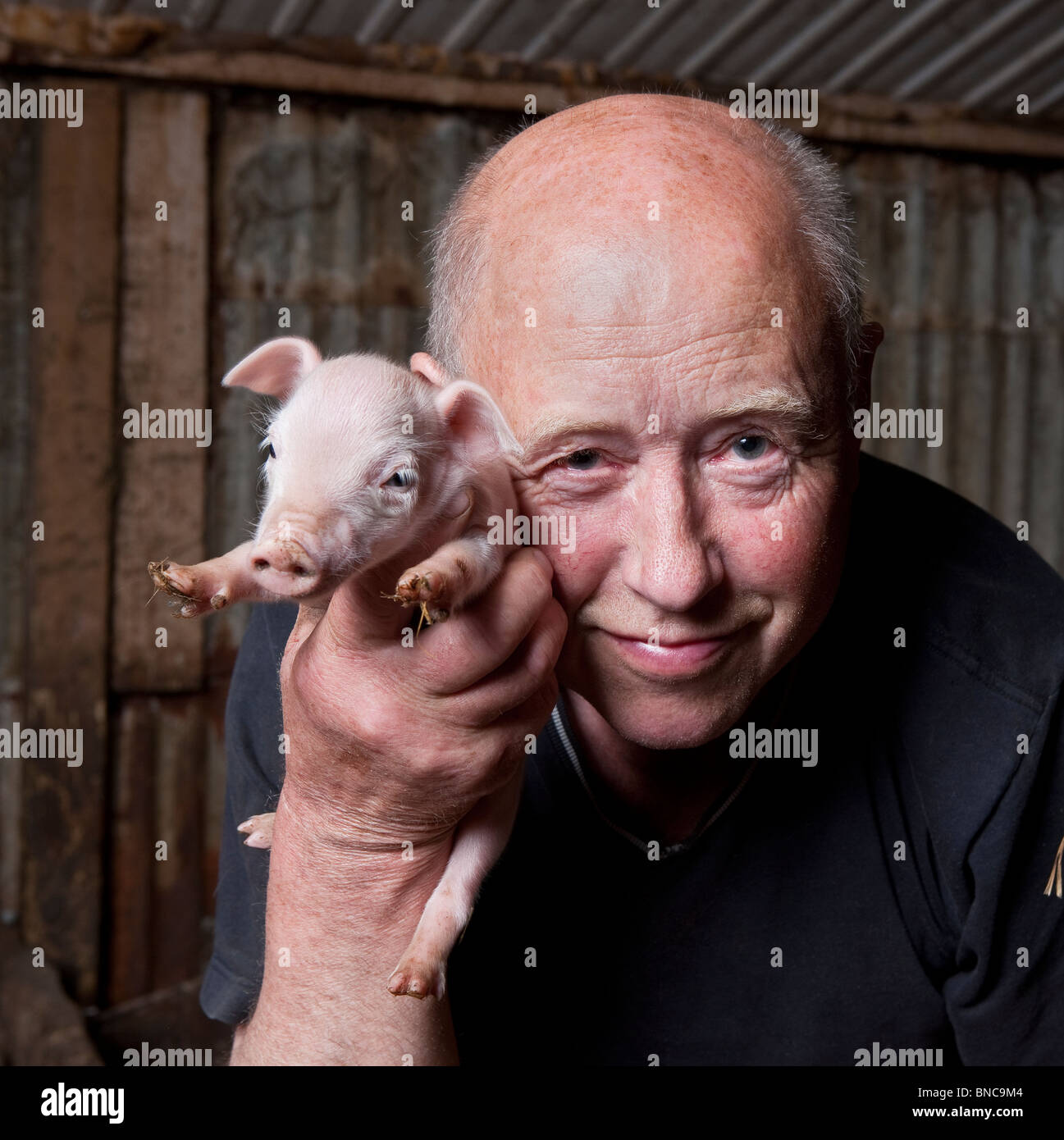 Free range pig farming hi-res stock photography and images - Alamy