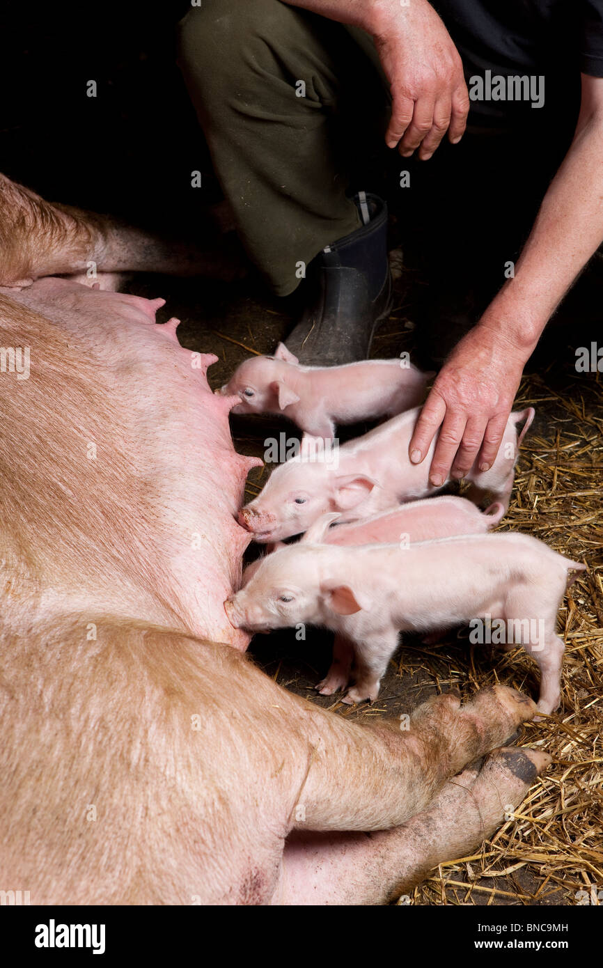 Pigs on Pig farm, Hornafjordur, Iceland Stock Photo - Alamy