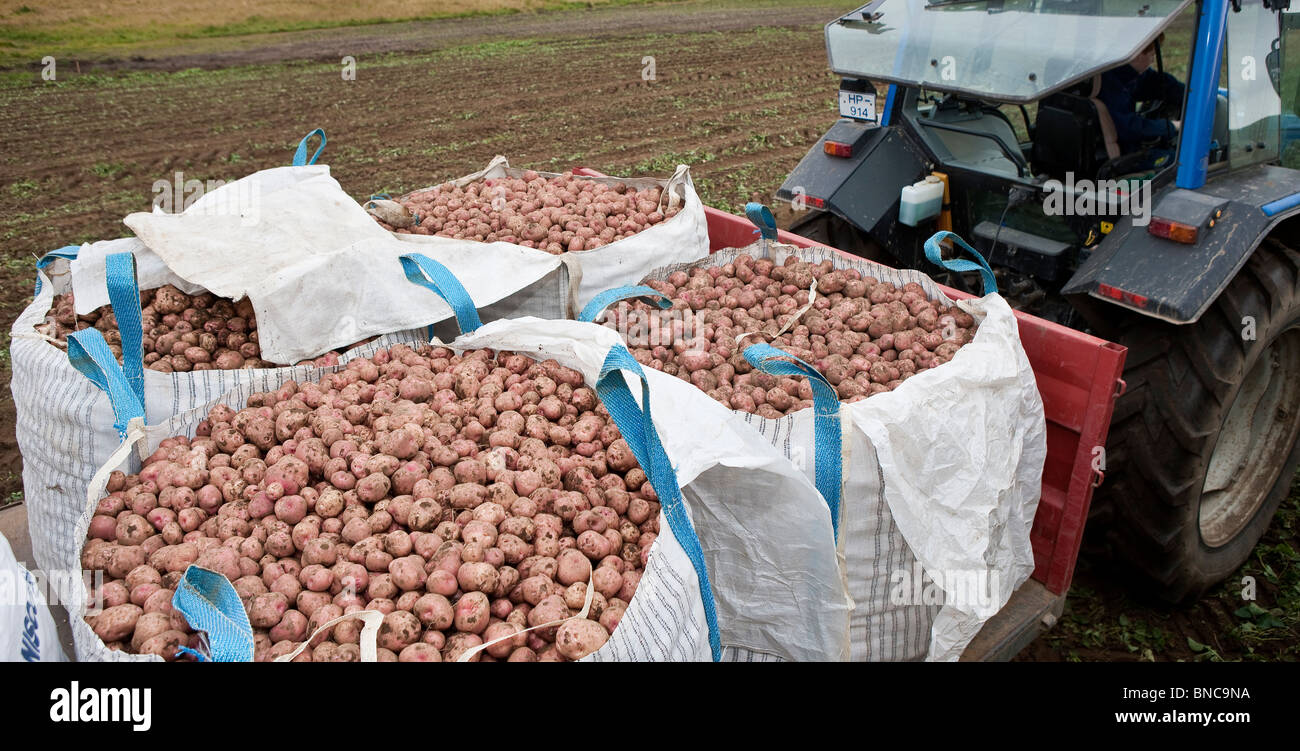 Harvesting red potatoes in Iceland Stock Photo - Alamy