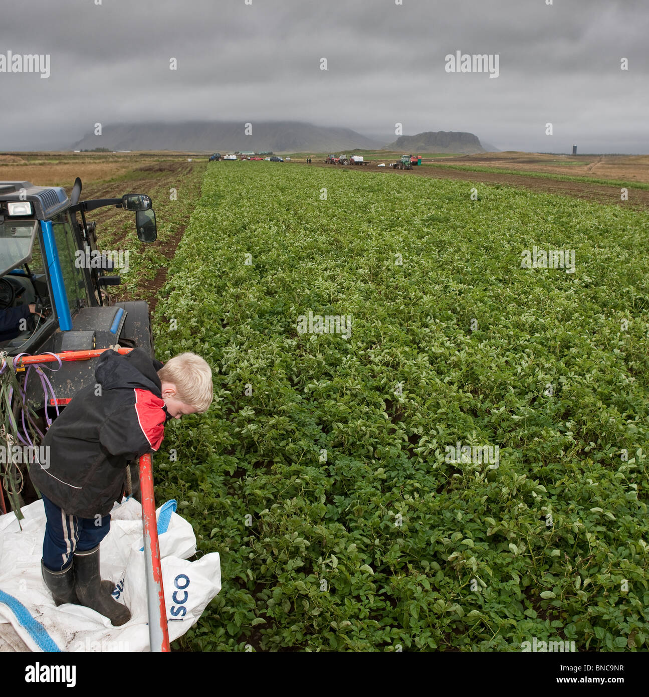 Arctic summer produce hi-res stock photography and images - Alamy