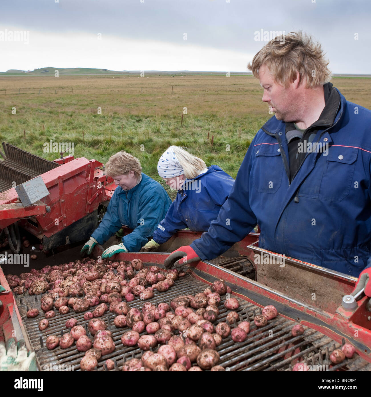 Red potatoes hi-res stock photography and images - Alamy