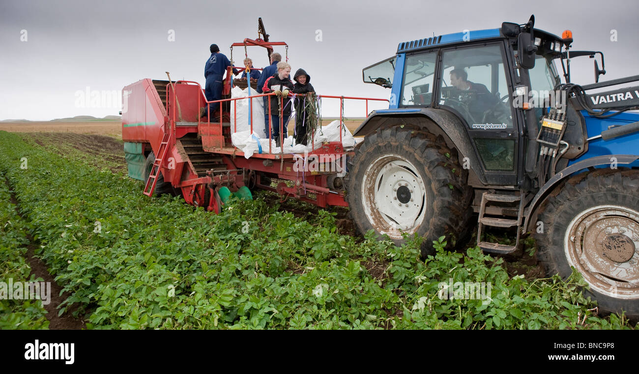 Red potatoes hi-res stock photography and images - Alamy