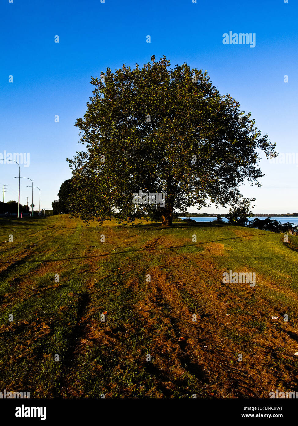 Chestnut trees in the late afternoon sun Stock Photo - Alamy