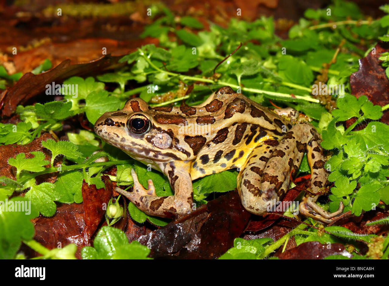Pickerel frog hi-res stock photography and images - Alamy