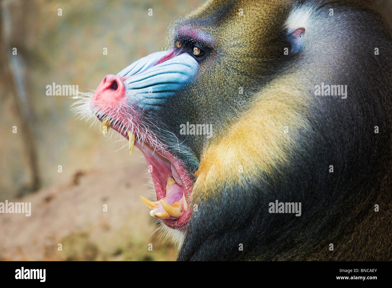 Mandrill Baboon Teeth