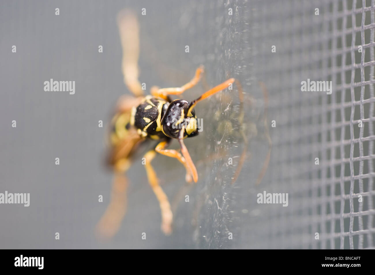 Yellowjacket, vespula, wasp Stock Photo - Alamy