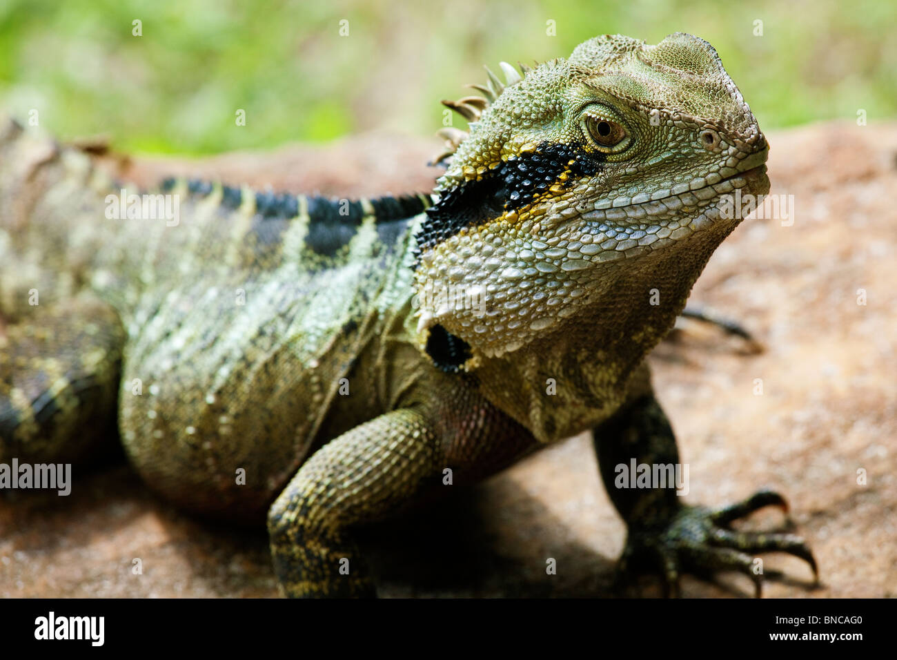 Colorful Eastern Water Dragon, sub tropical lizard east coast Australia ...