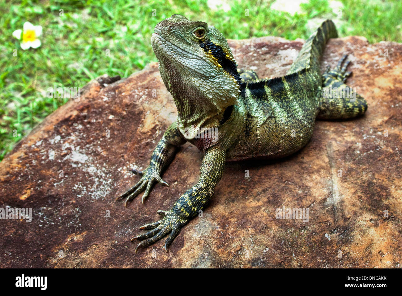 Basking Lizard, Eastern Water Dragon, tropical coast line, Byron Bay ...