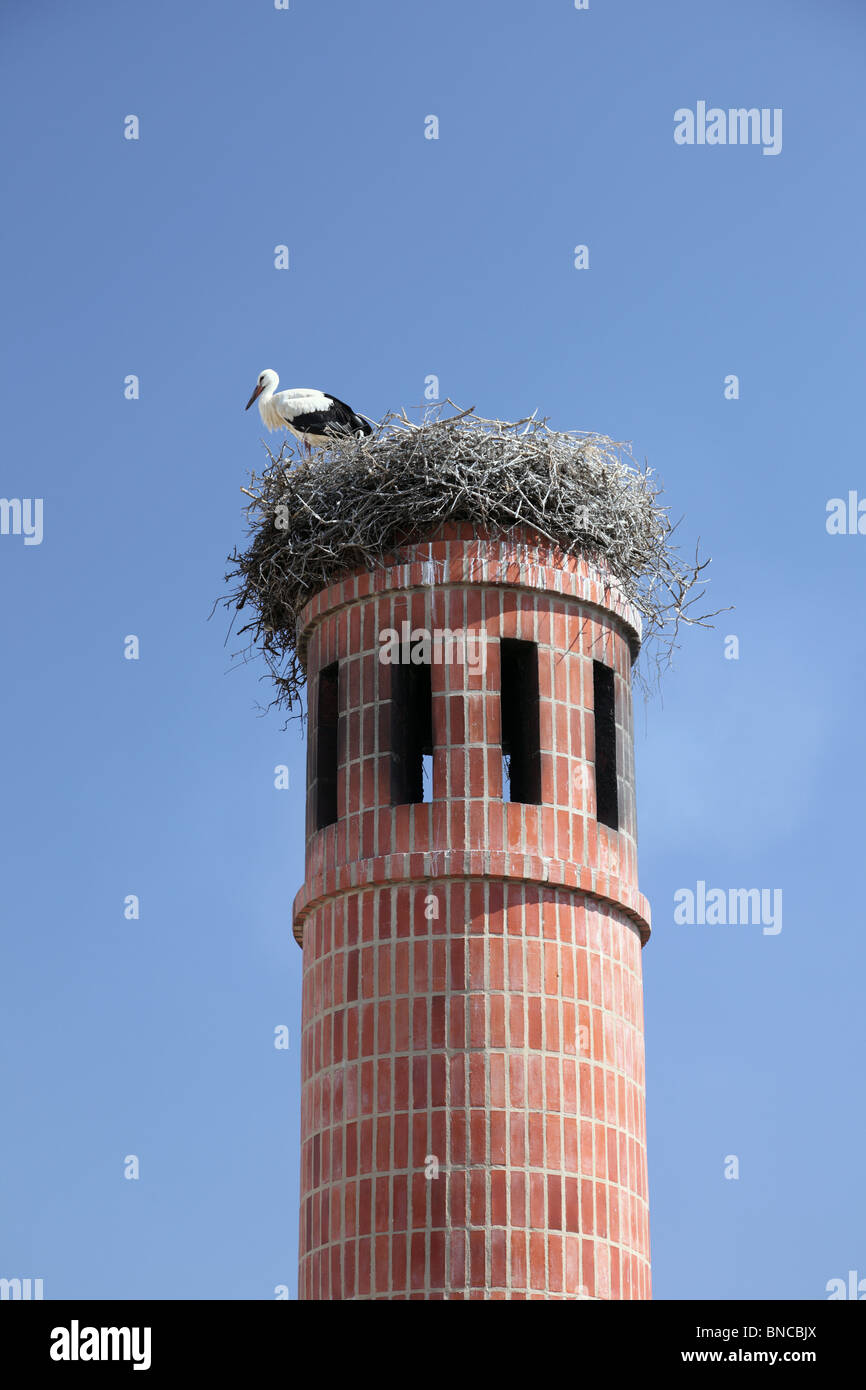 Stork in nest at top a an old chimney in Faro, Portugal Stock Photo - Alamy