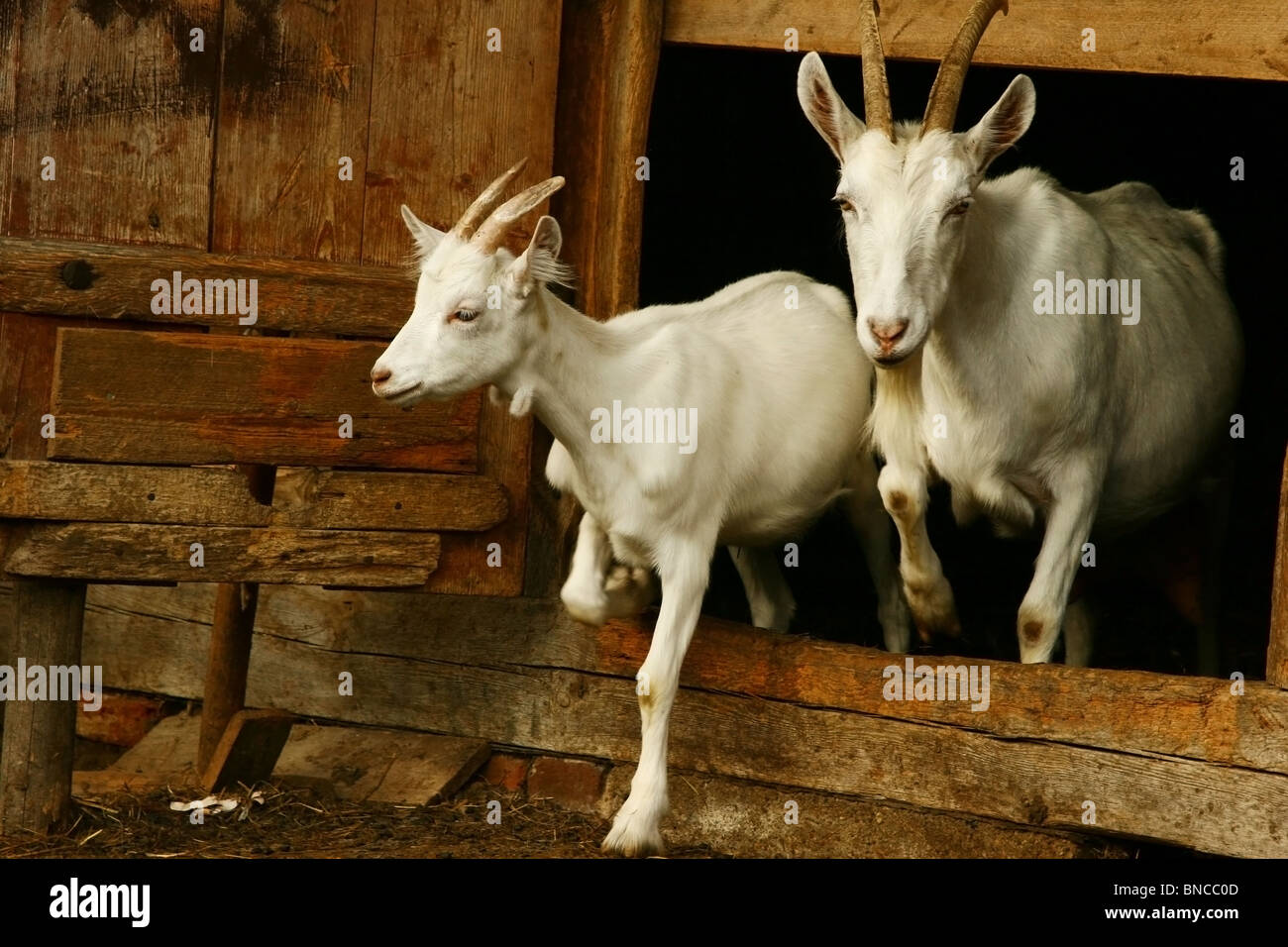 Goat Hooves Instrument