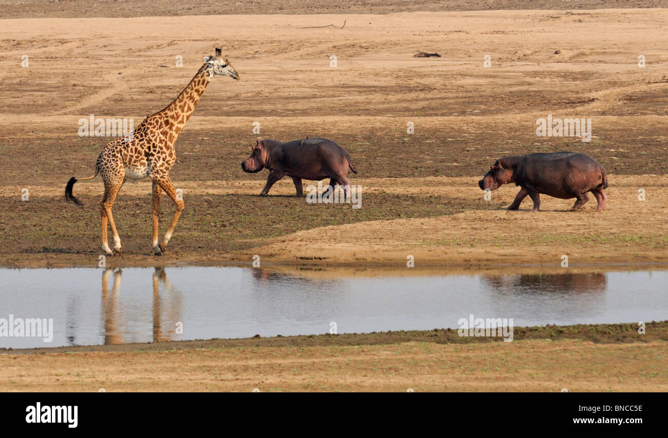 Camelopardus hi-res stock photography and images - Alamy