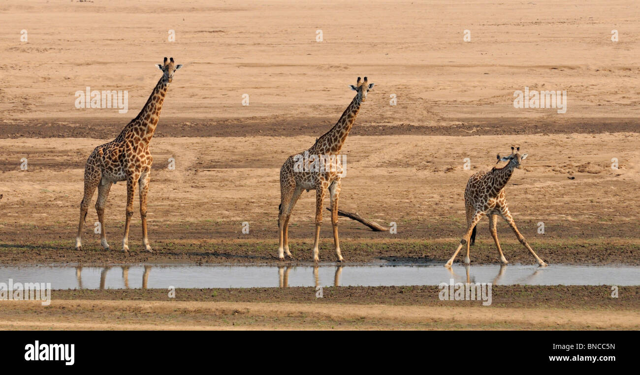 Camelopardus hi-res stock photography and images - Alamy