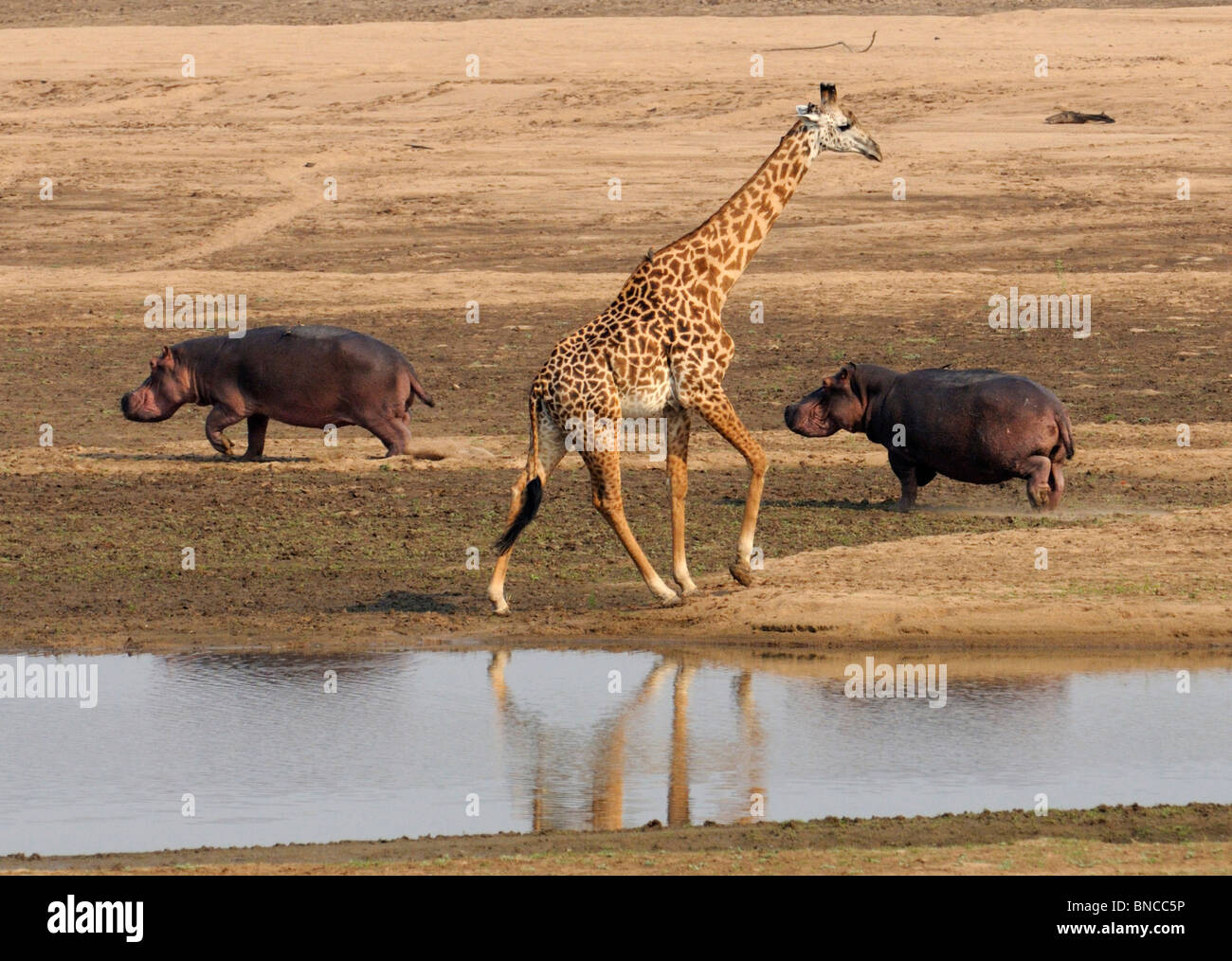 Giraffa camelopardus giraffa hi-res stock photography and images - Alamy