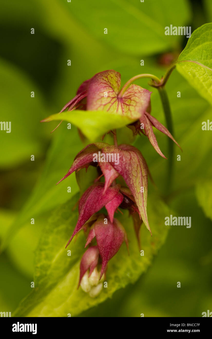 Leycesteria formosa himalayan honeysuckle flowering hi-res stock ...