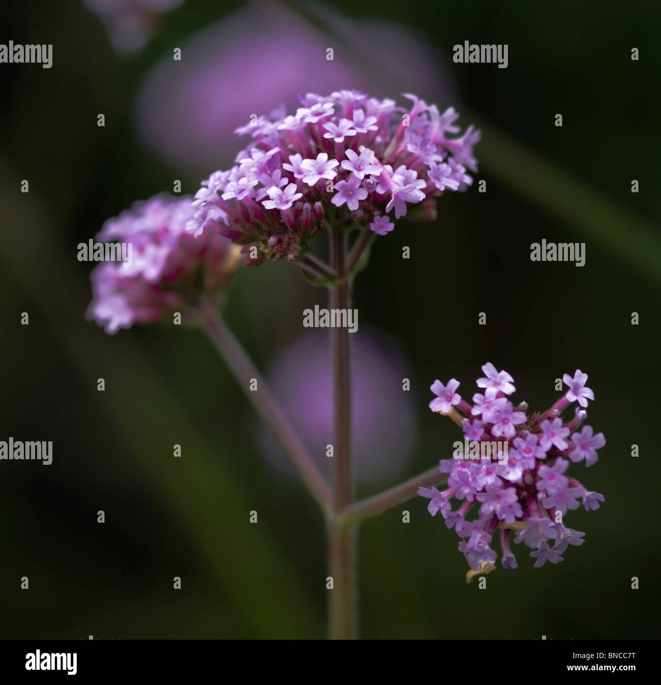 Verbena bonariensis hi-res stock photography and images - Alamy