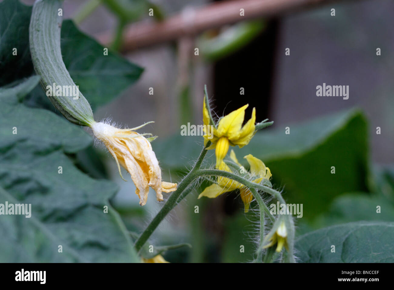 Creeping cucumber plant hi-res stock photography and images - Alamy