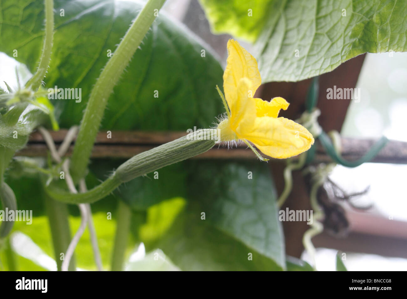 Cucumber, Cucumis sativus, plant, small squash - The cucumber is a ...