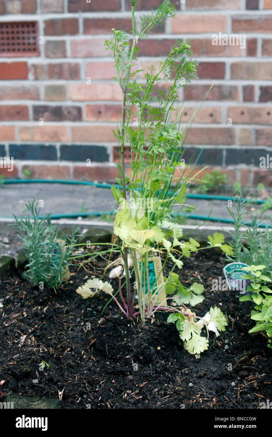 Coriandrum sativum apiaceae hi-res stock photography and images - Alamy