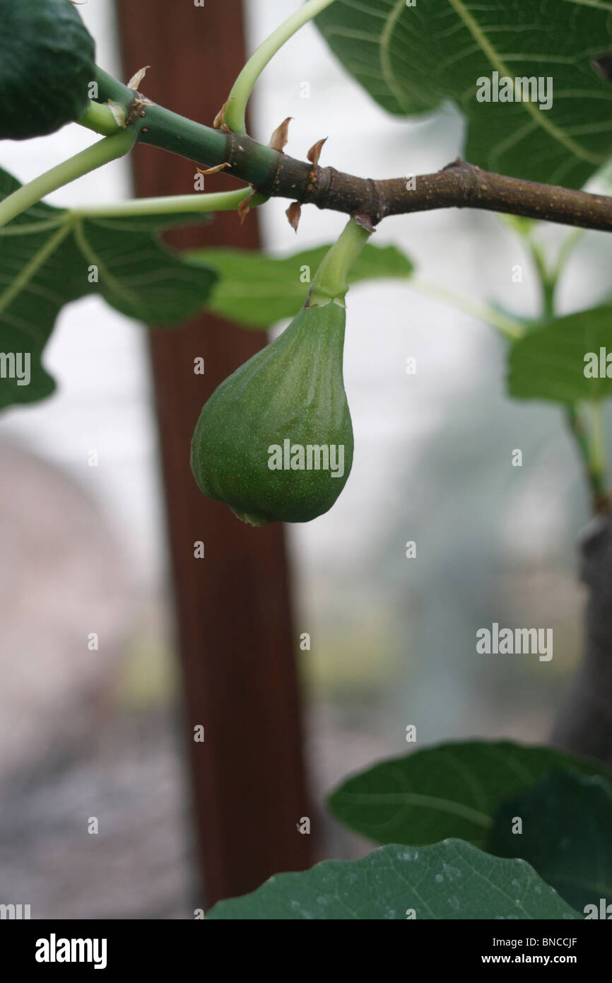Brown Turkey fig, Ficus carica, perennial, tree, fruit Stock Photo - Alamy