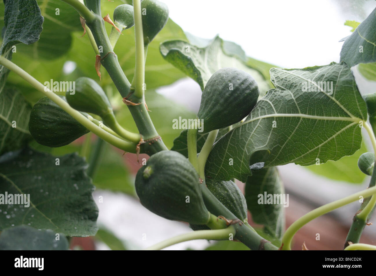 Perennial tree hi-res stock photography and images - Alamy