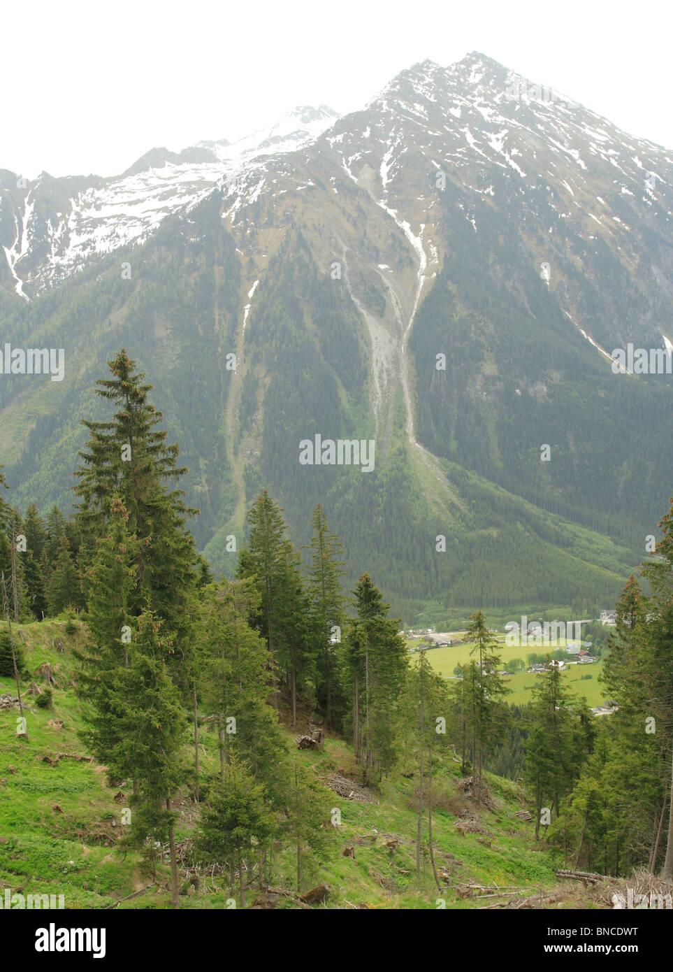 Forest and valley Stock Photo - Alamy