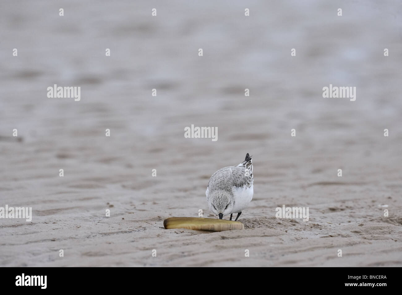 Razor shell ensis hi-res stock photography and images - Alamy