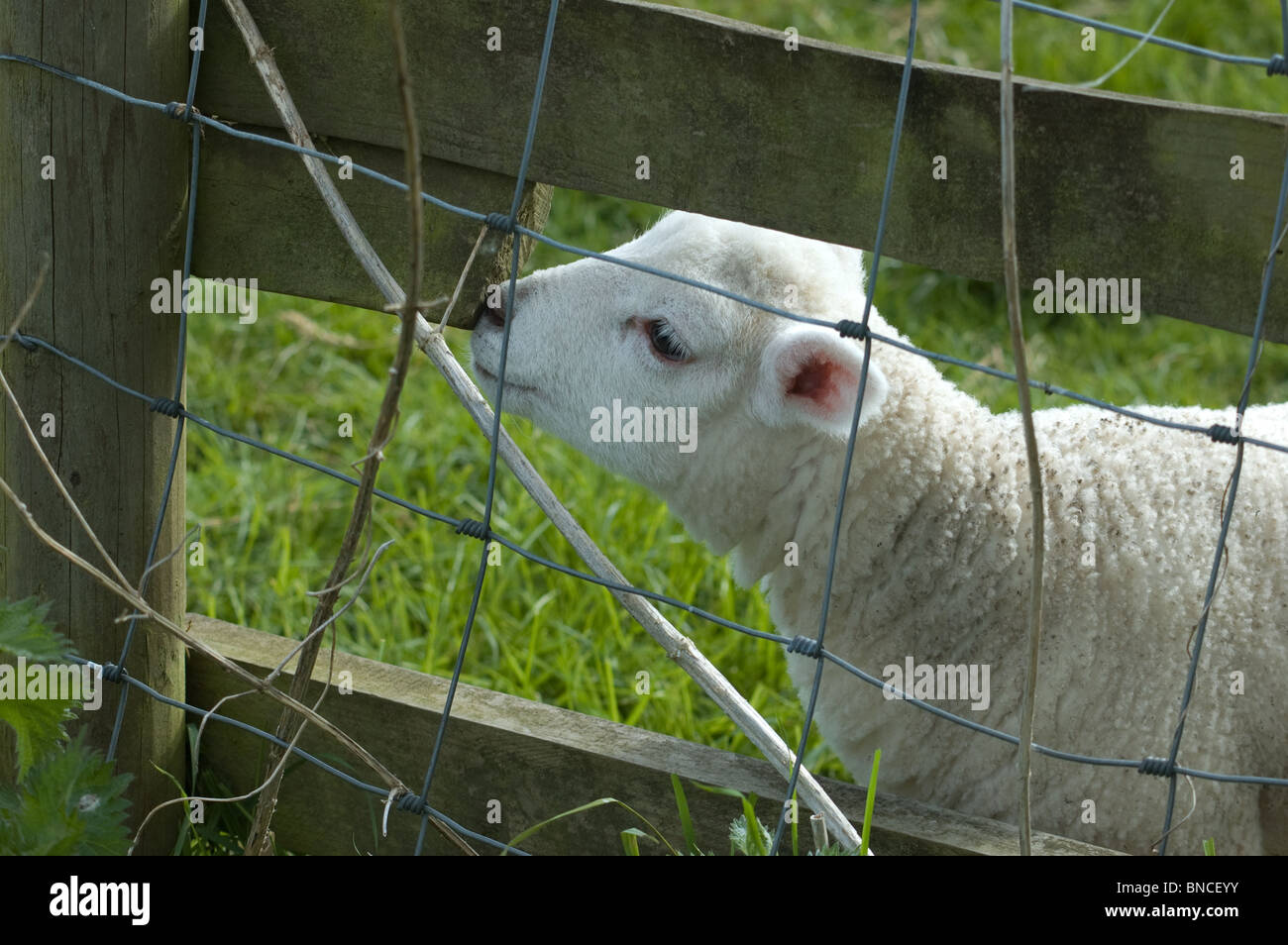 English spring lamb hi-res stock photography and images - Alamy