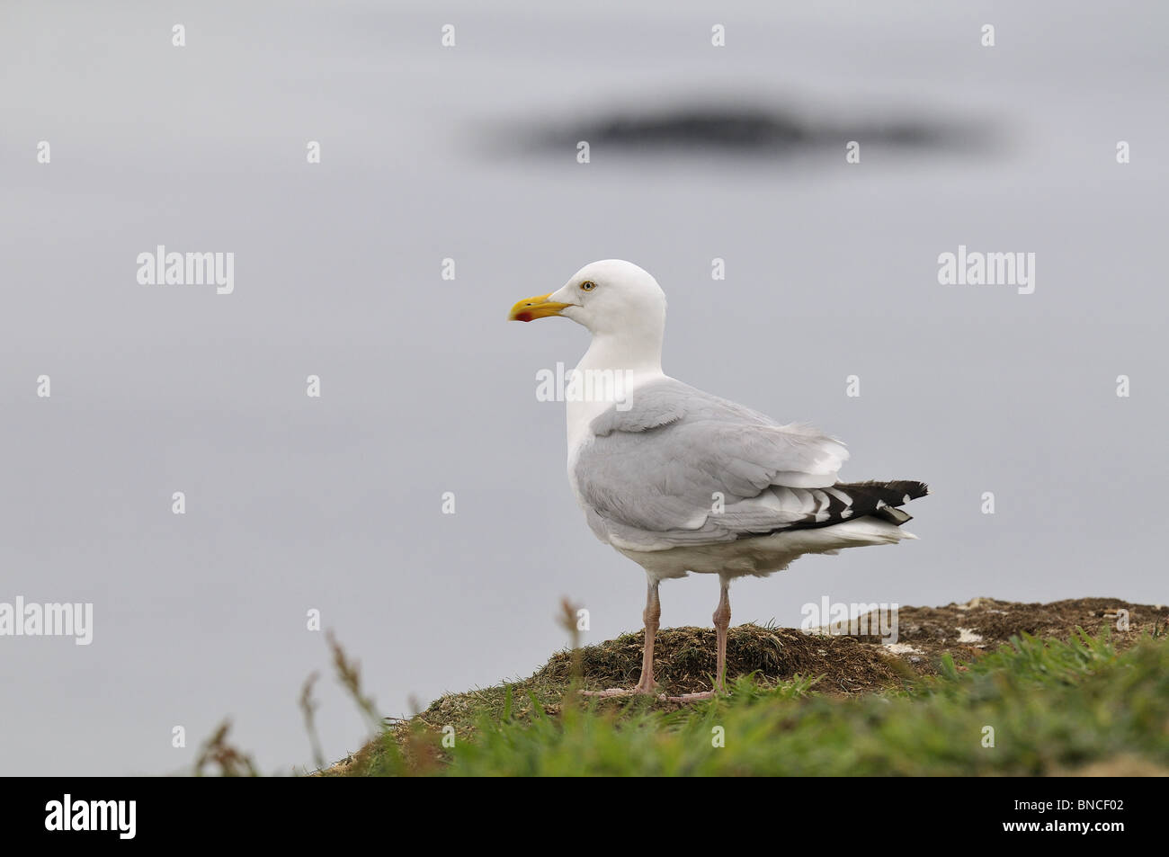 Herring gull (Larus argentatus) - Portrait - Trenish island Scotland ...