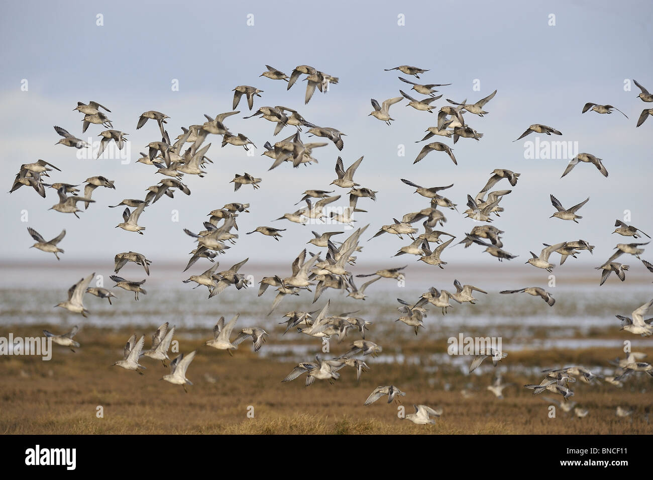 Species red knot hi-res stock photography and images - Alamy