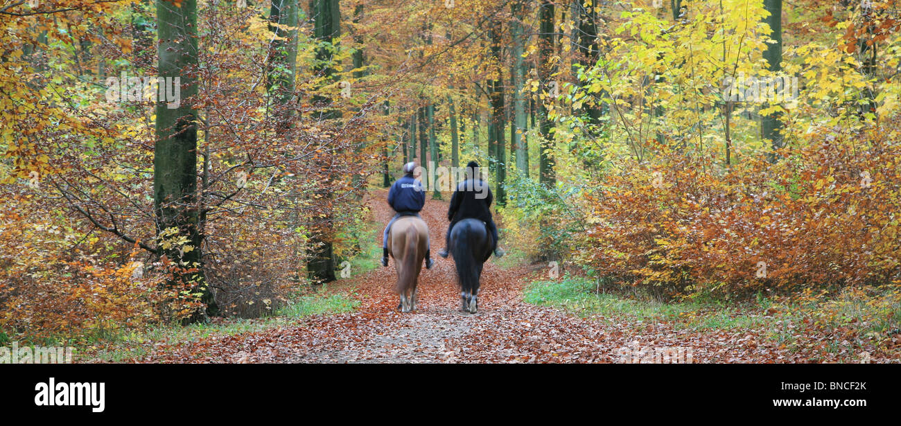 In a forest in fall in denmark Stock Photo - Alamy